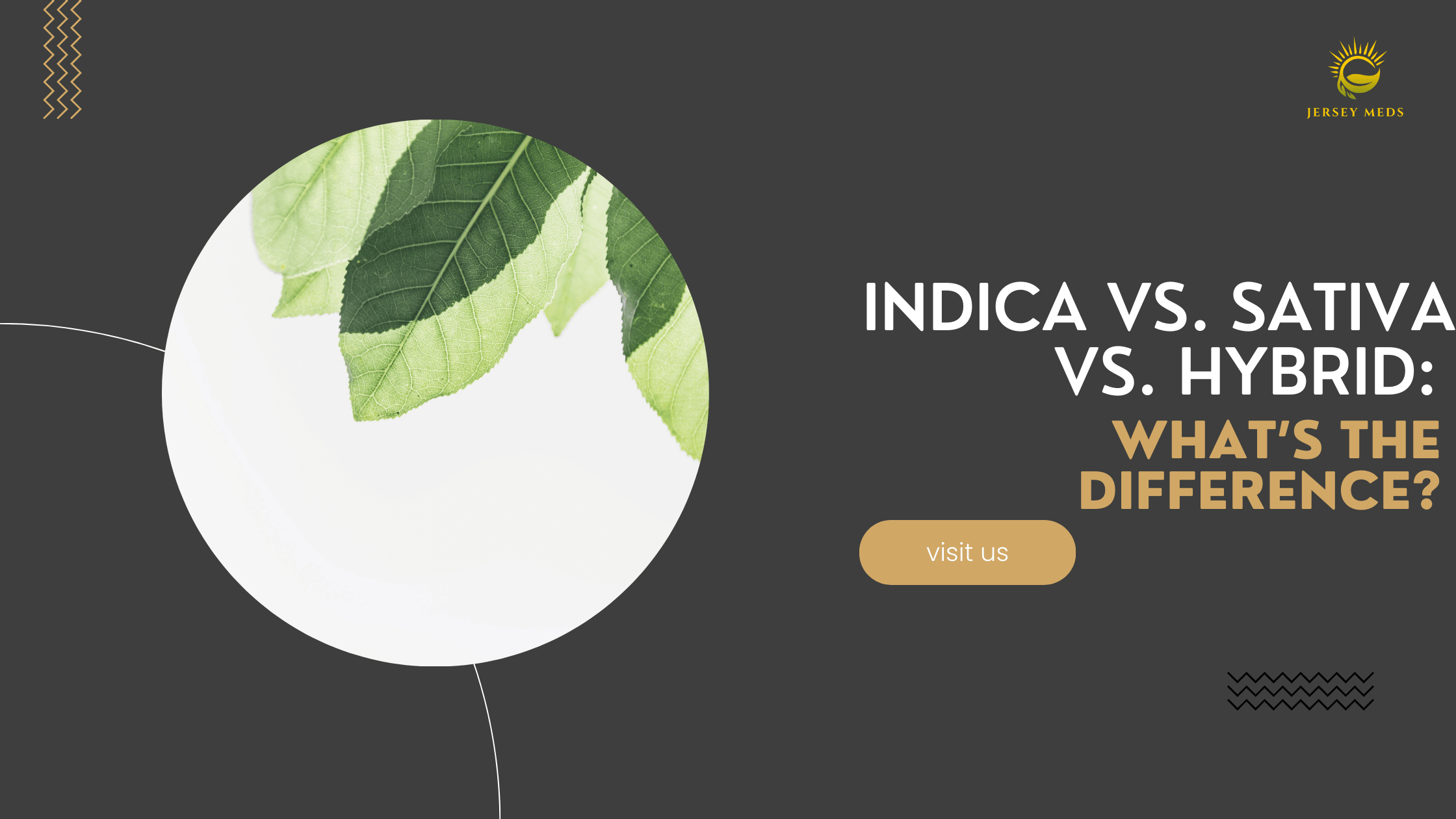 Indica vs Sativa vs Hybrid: What’s the Best Difference?