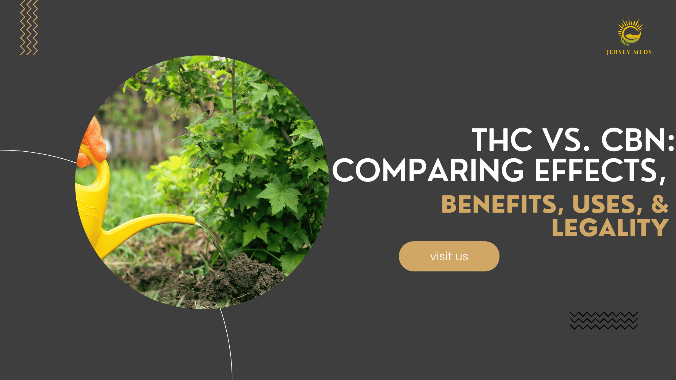 THC vs CBN: Comparing Effects, Benefits, Uses & Legality