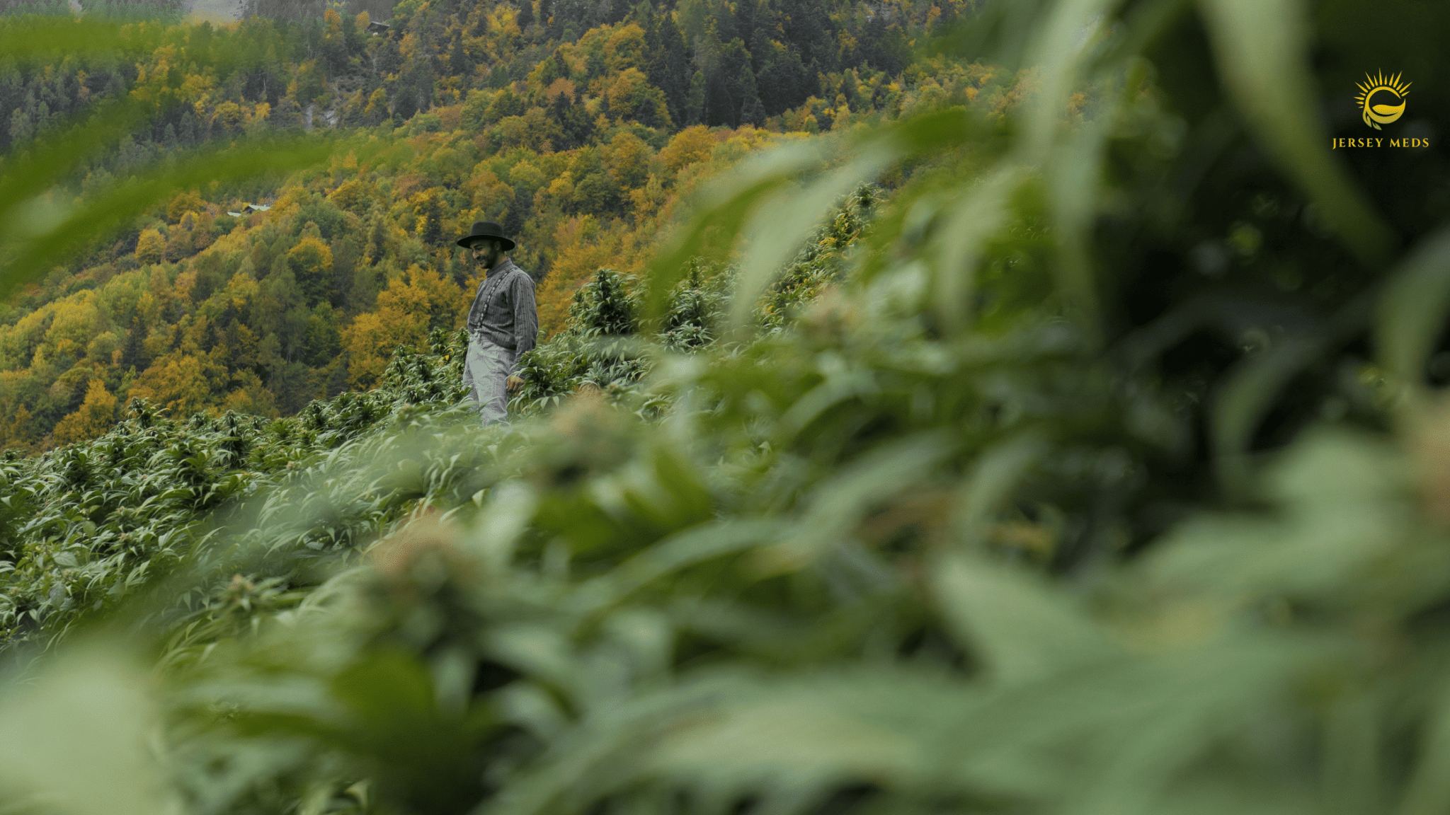 CBG vs THC: What’s the Difference in 2025? - Jersey Meds